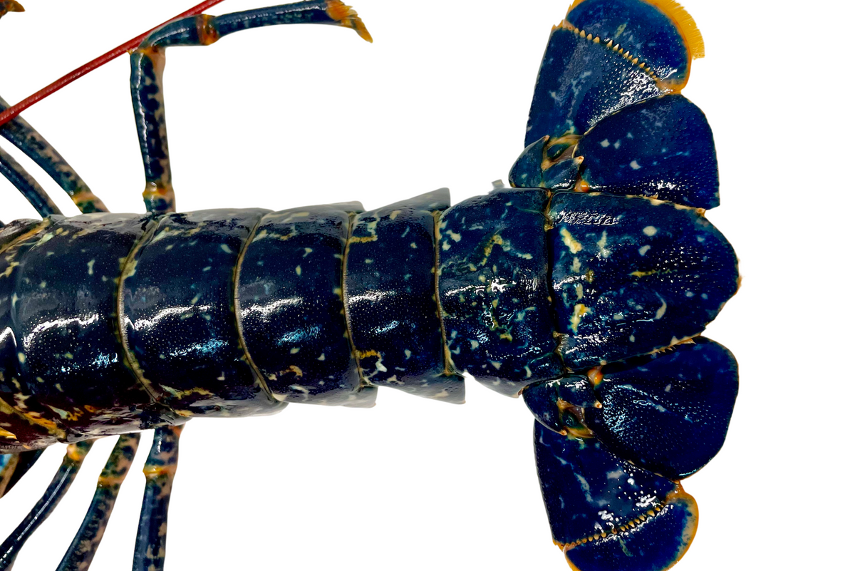 Homard bleu Breton – La Crevette Bleue