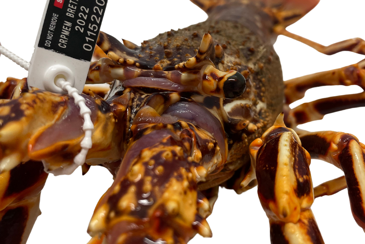 Langouste Royale – La Crevette Bleue